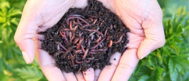 What is Worm Composting? Vermicomposting Secrets!