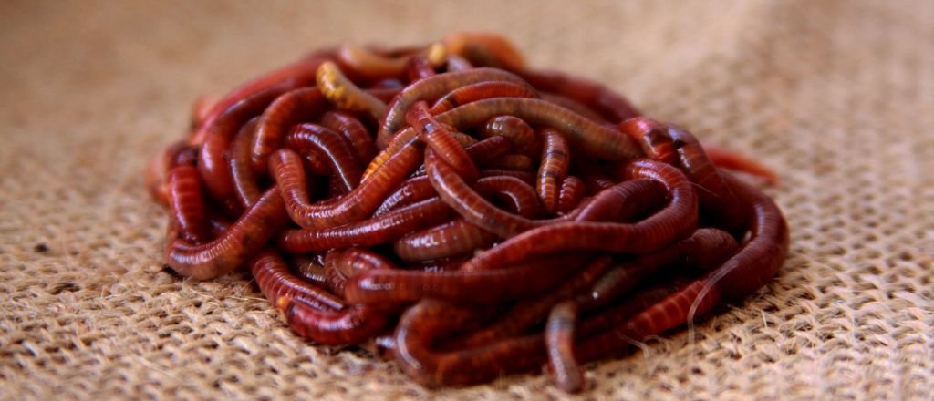 Worms For Fishing 2000 Live Red Wiggler Worms For Vermicomposting ...