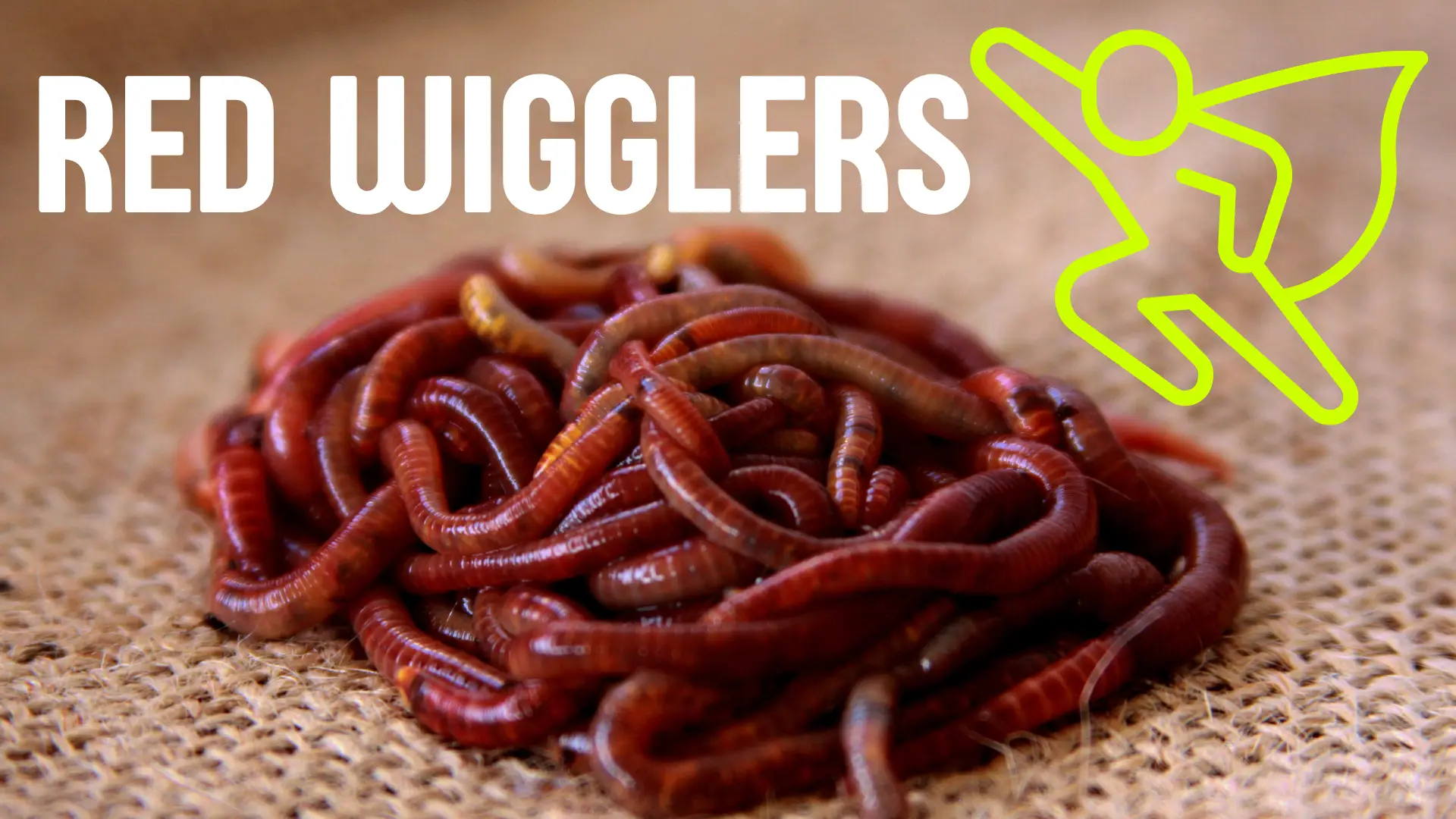 Discover the Red Wigglers: Unsung Heroes of Sustainable Living